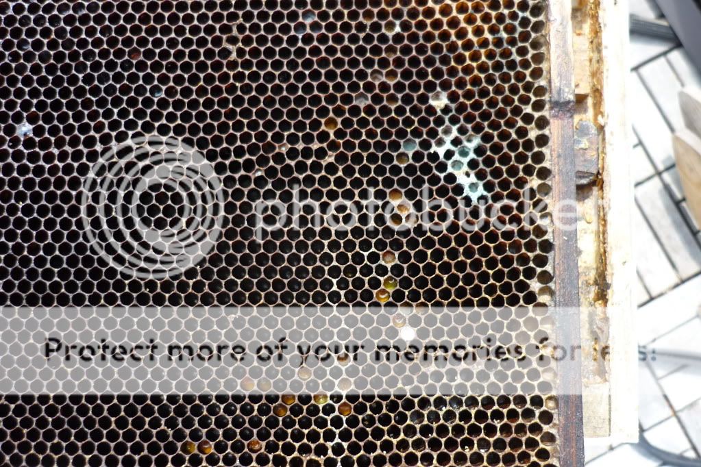 Inspection time and I need help | Beesource Beekeeping Forums